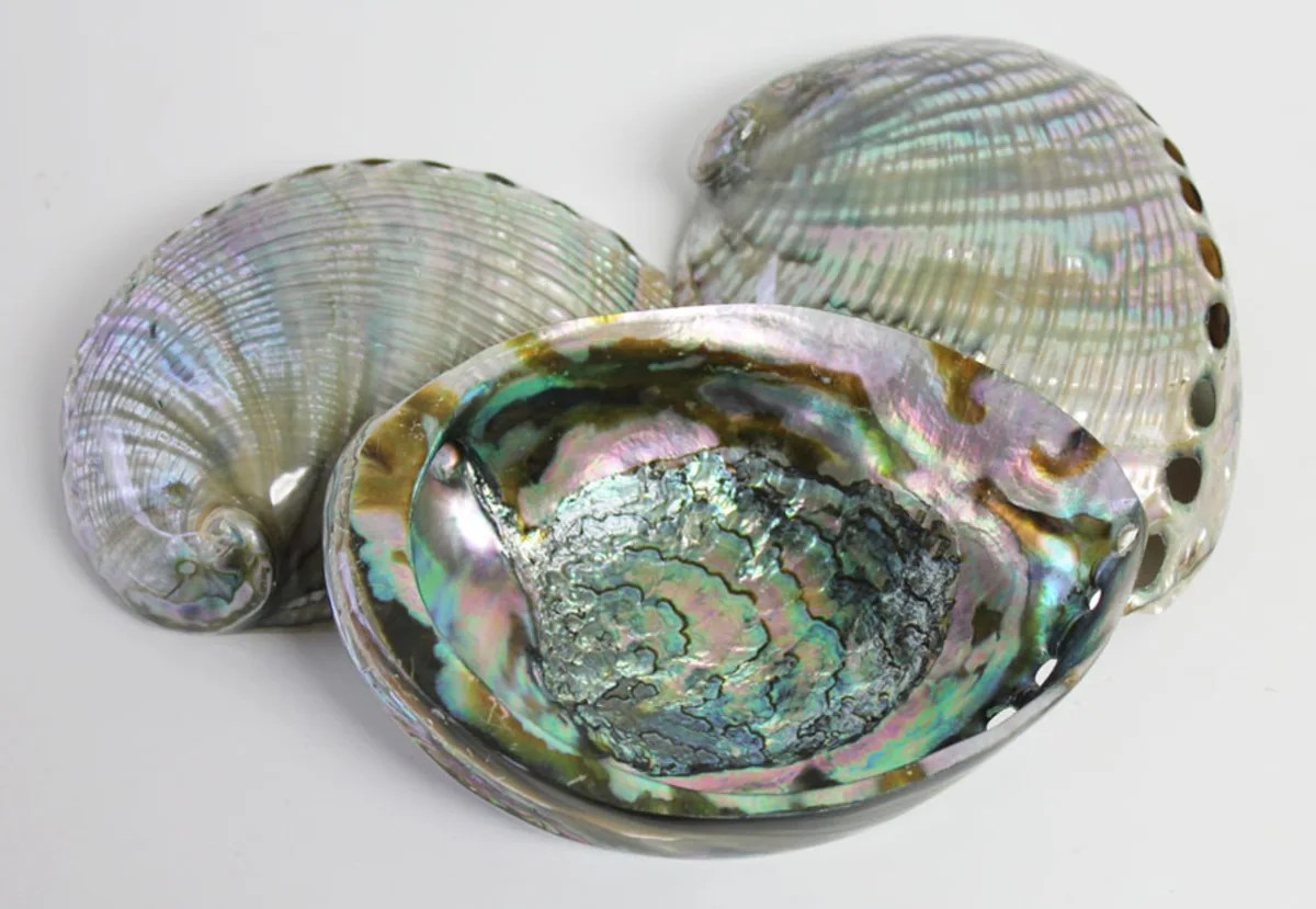 Abalone Shell – ICIA